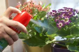 Lista de fungicidas principales para plantas internas e instrucciones para el uso de drogas.