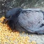 Възможно ли е да се хранят гълъбите на ечемик: плюсове и минуси и как да се даде 204_4