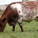 Bright φυλής αγελάδων: Περιγραφή και χαρακτηριστικά, κανόνες αναπαραγωγής 2054_2