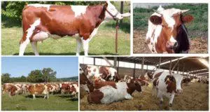 Raudonųjų motininių veislių karvių aprašymas ir charakteristikos, jų turinys
