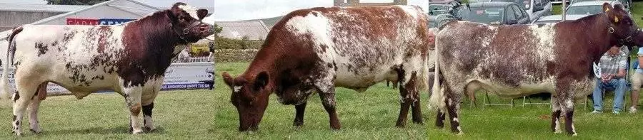 ShortGornian-ras van koeien