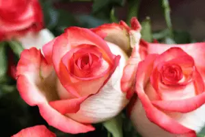 Descrición e características de Rosas Grao bendicida, cultivo sutileza