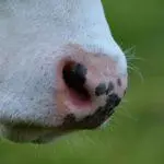 एक गाय में स्टामाटाइटिस: विशेषताओं और कारणों, मवेशी और रोकथाम के उपचार के तरीके 2063_3
