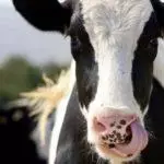 Stomatitida v krávě: rysy a příčiny, metody léčby skotu a prevence 2063_4