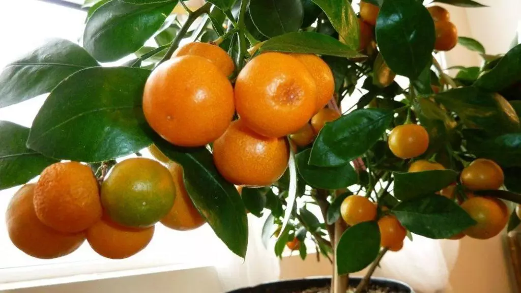 Groeiende mandarijn