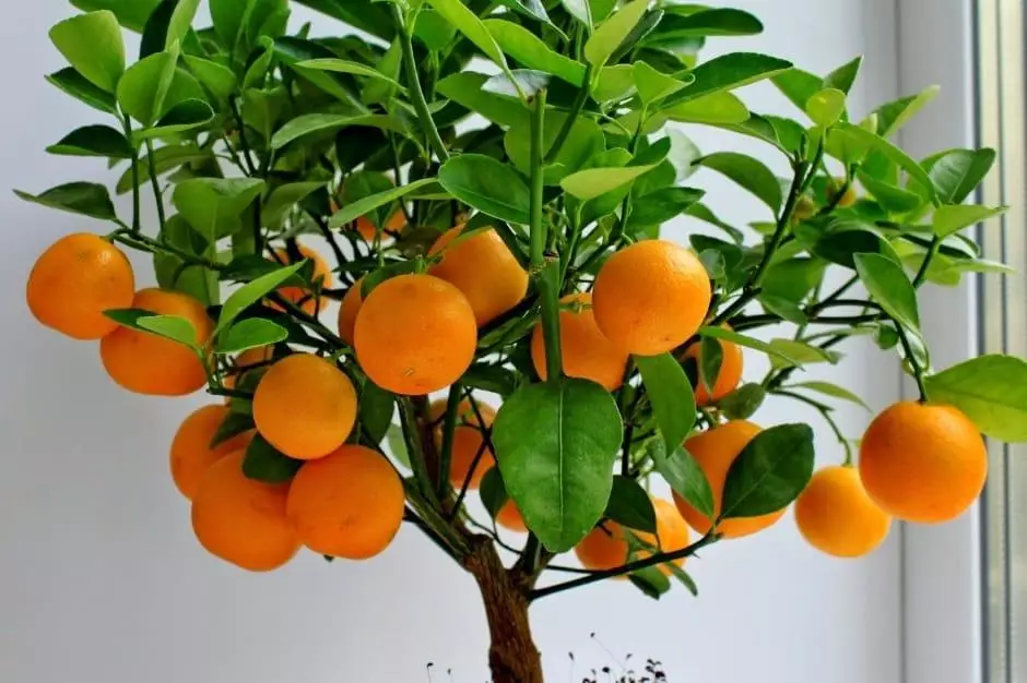 Mandarinträd