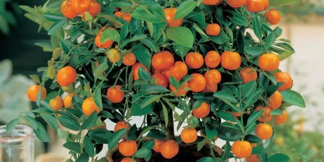 Lumalagong Mandarin