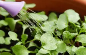 Typer af vækststimulerende midler til planter, de bedste præparater og deres anvendelse