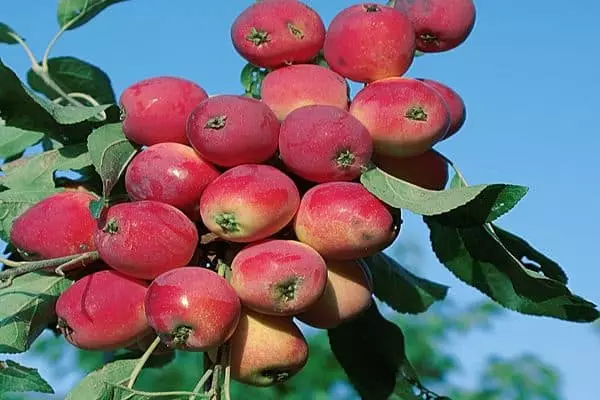 Fruits Apple.