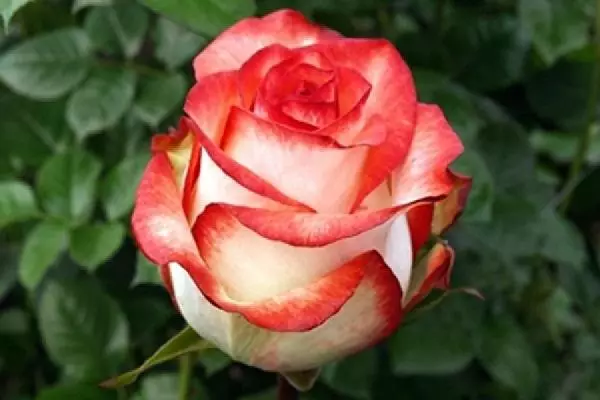 Rožu Blass: šķirnes apraksts un raksturojums, audzēšanas noteikumi, reproducēšana