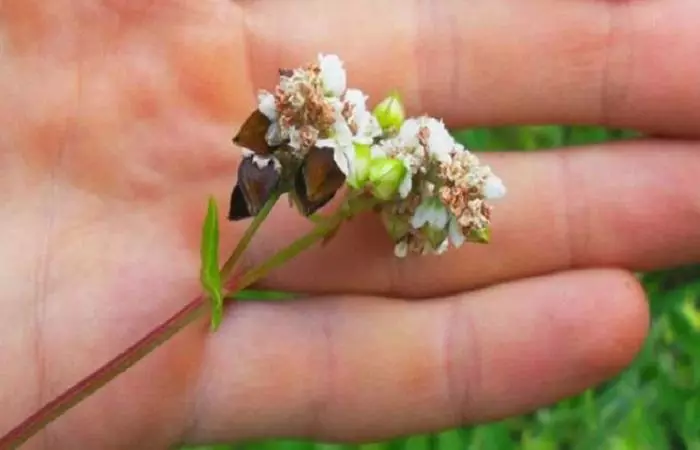 ပန်းပွင့် buckwheat