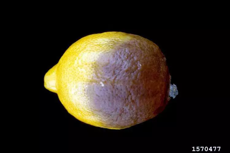 I-Phytofluorosis citrusevovs