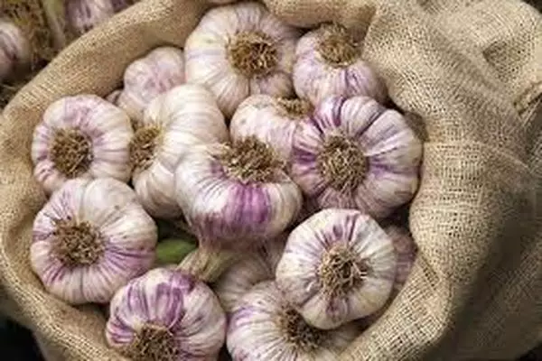 Garlic ku yaal joonyad