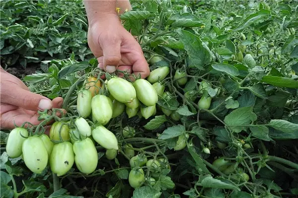 Брисколино помидор: Сорттун сүрөттөлүшү, өстүрүү эрежелери жана сүрөттөр менен кам көрүү эрежелери