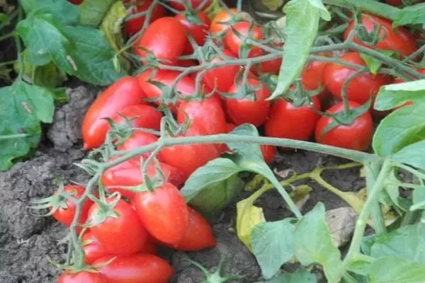 番茄被收集