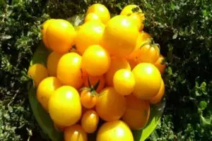 Penerangan mengenai pelbagai aprikot tomato, ciri-ciri penanaman dan penjagaan