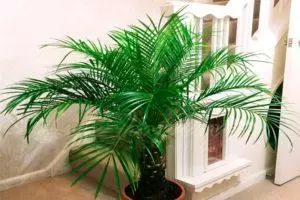 Descrierea Talmului de palmier al varietății relinilor, a aterizării și a îngrijirii