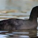 Sort næb Duck: Navn og habitat, kost og fjender 2175_10