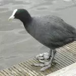 Black Beak Duck: Nimi ja elupaik, dieet ja vaenlased 2175_3
