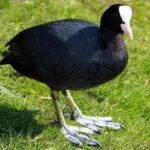 Pato de pico negro: nombre y hábitat, dieta y enemigos 2175_4