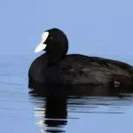 Sort næb Duck: Navn og habitat, kost og fjender 2175_5