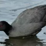 Sort næb Duck: Navn og habitat, kost og fjender 2175_8
