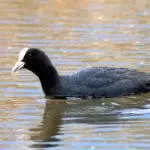 Sort næb Duck: Navn og habitat, kost og fjender 2175_9