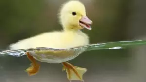 End for at forhindre forhindrer i hjemmet ducks i de første dage af livet