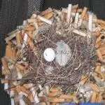 Гнездо на гълъба: дали техните птици пишат, как и от това, което петициите са сами