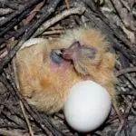 Nest de Pigeon: Que leurs oiseaux taper, comment et à partir de ce que les pétitions le font vous-même 218_2