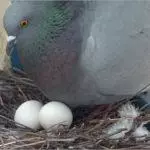 کبوتر کے گھوںسلا: چاہے ان کے پرندوں ٹائپ کر رہے ہیں، کس طرح اور اس کی درخواستیں کس طرح خود کو کرتے ہیں 218_3