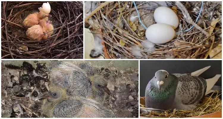 NESTS PIGEONS.