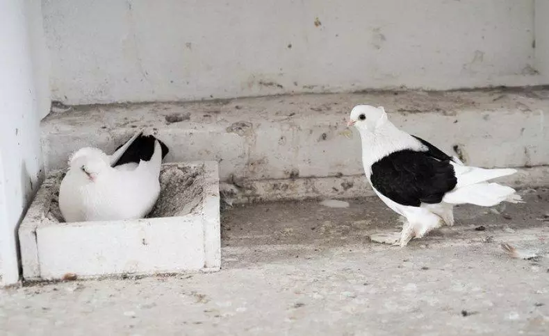 ಫೋಮ್ಫ್ಲಾಸ್ಟ್ನಿಂದ