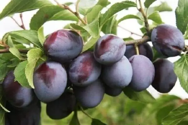 fruitbesries