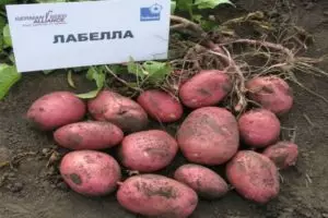Descrição da variedade de batatas Labella, as características do cultivo e cuidado