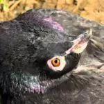 Lutador em pombos: sintomas de doença de Newcastle, tratamento e prevenção