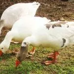 Duck Cherry-Velley: Descripción de la raza y características, crecientes y cuidado 2213_10
