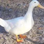 Duck Cherry-Vellley: Descripció de raça i característiques, creixent i cura 2213_11