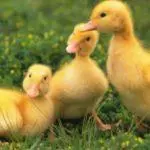 Duck Cherry-Vellley: Descripció de raça i característiques, creixent i cura 2213_15