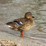 Enn å mate ender på dammen: Hvilke villfugler spiser i naturen og hva er bedre å ikke gi 2231_13