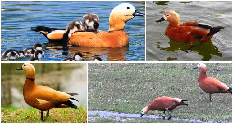 Ọtụtụ Ducks