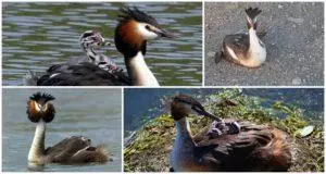 Описание и местообитание на патица, поведение в дивата природа и диета
