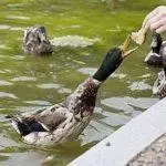 От храненето на патици върху езерото: какви диви птици ядат в природата и какво е по-добре да не дават 2231_3