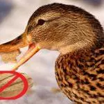 От храненето на патици върху езерото: какви диви птици ядат в природата и какво е по-добре да не дават 2231_4