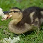 من تغذية البط على البركة: ما الطيور البرية تتناول الطبيعة وما هو أفضل عدم إعطاء 2231_5