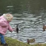 As om eende op die dam te voed: Watter wilde voëls eet in die natuur en wat is beter om nie te gee nie 2231_7