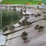 Enn å mate ender på dammen: Hvilke villfugler spiser i naturen og hva er bedre å ikke gi 2231_9
