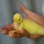Duckling does not grow: reasons and what to do, prevention measures 2243_3