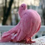 Pink Pigeon: Breed აღწერა და ჰაბიტატის ფართობი ბუნებაში, უსაფრთხოების სტატუსი