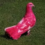Pink Pigeon: Breed აღწერა და ჰაბიტატის ფართობი ბუნებაში, უსაფრთხოების სტატუსი 224_2
